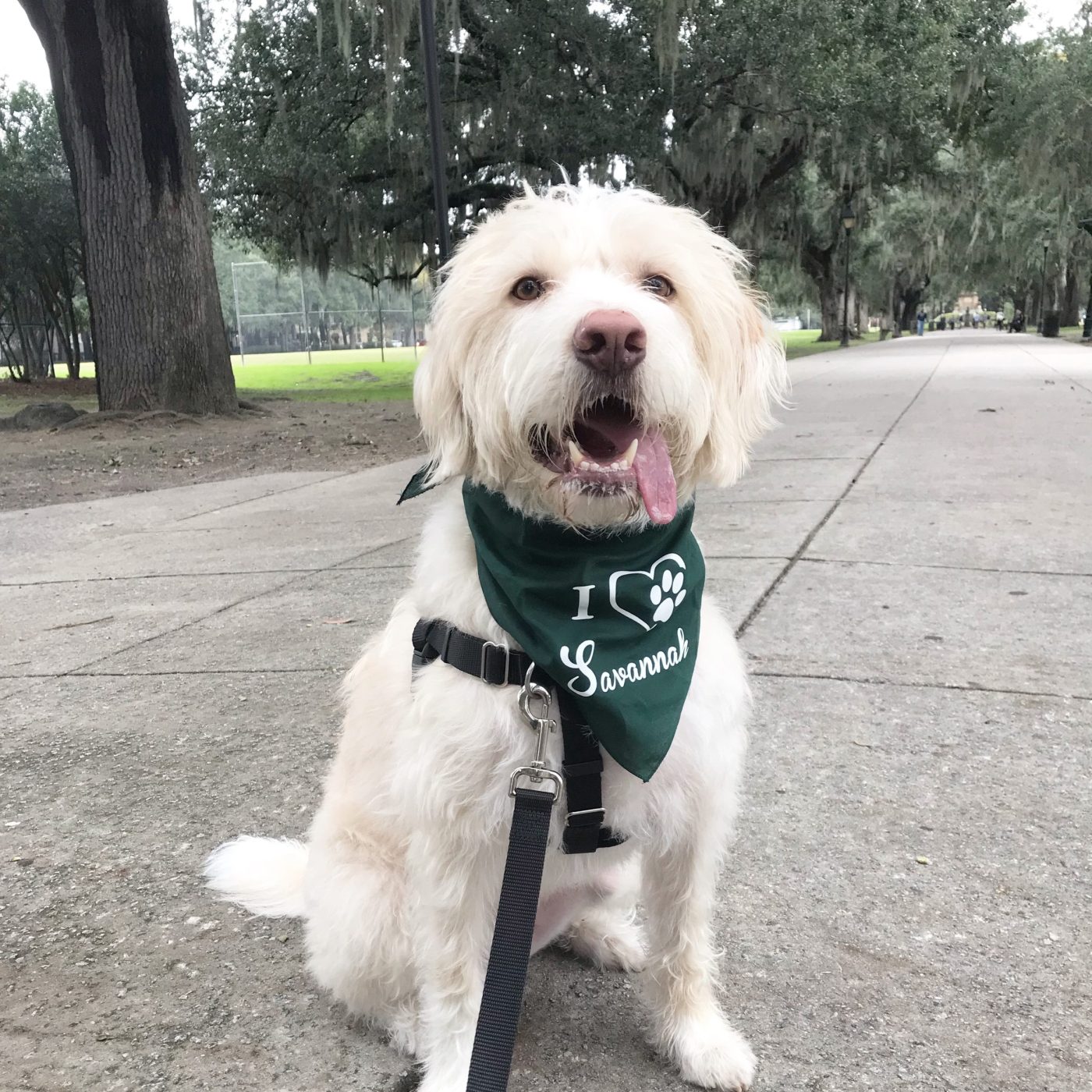 Walk Tails Bark Crawl | Savannah Taste Experience